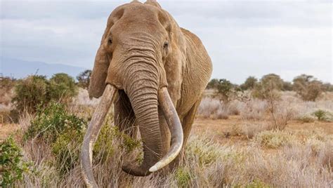 Craig The Legendary Elephant With Giant Tusks Dies