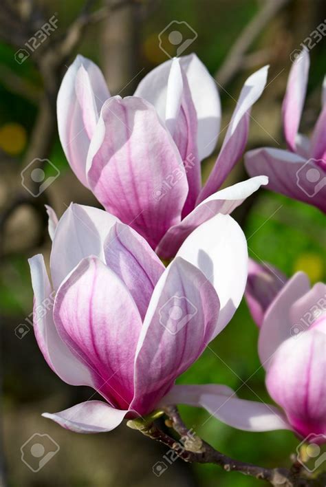 Magnolia × Soulangeana Saucer Magnolia Artofit