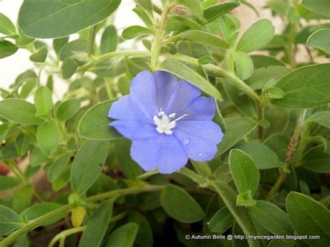 My Tropical Plants Finder Evolvulus Glomeratus Blue Daze