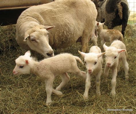 Stillmeadow Finnsheep