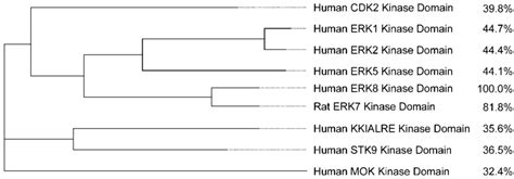 Erk8 Kinase Domain Phylogenetic Tree A Computer Generated Phylogenetic