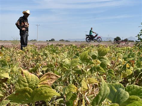 No Generaron Problemas Graves Heladas A Cultivos En Sonora Sagarpa