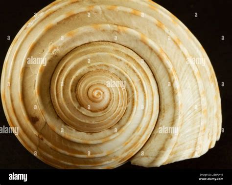 Calcium Carbonate Shells