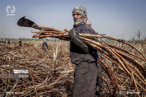 تصاویر برداشت سنتی نیشکر نصرنیوز