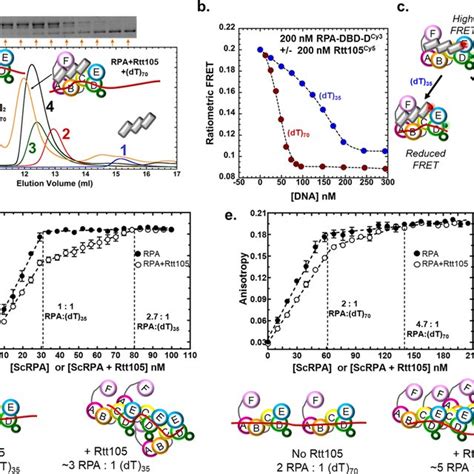 Binding Of Multiple Rpa Molecules On Longer Ssdna Substrates Triggers Download Scientific