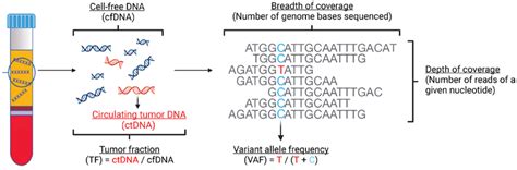 Defining Depth And Breadth Of Coverage For Ctdna Assays Ctdna Download Scientific Diagram