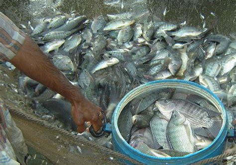 12 Panduan Cara Budidaya Ikan Nila Di Kolam Tanah Dari Awal Hingga Panen