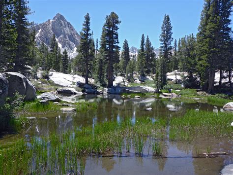 Grass In A Pond Sabrina Lake Trail Eastern Sierra California