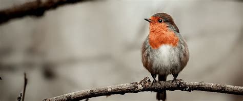 Faecherinformatikoberstufejavaalgorithmenarraysdefinitionstart