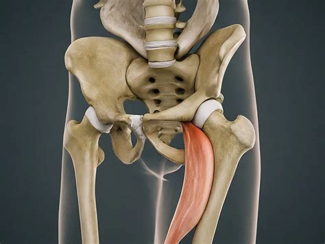 Identifying Iliopsoas Bursitis Symptoms And Diagnosis Tanvi Verma