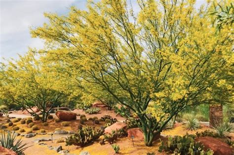 21 Flowers To Grow In The Arizona Heat