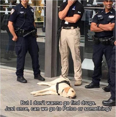 17 Doggo Memes Thatll Get You Feelin Warm And Fuzzy Memebase