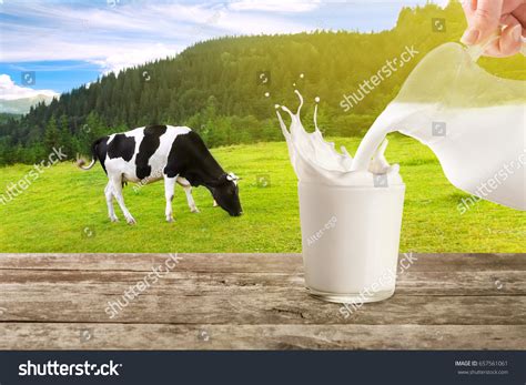Milk Cow Wallpaper