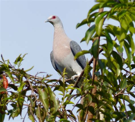 Bukoba Steves Uganda Birding Blog