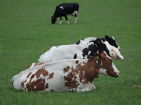Free Images Grass White Field Food Pasture Grazing Brown Black