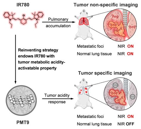 西电王忠良团队angew Chem ：开发肺部癌灶精准检测的智能型近红外荧光探针 X Mol资讯