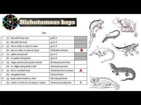 Dichotomous Keys Biology IGCSE Biology Lesson Plans Biology Lessons Science Classroom