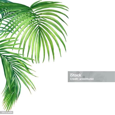 열대 녹색 코코넛 야자수 잎의 모형 흰색 배경에 격리 된 수채화 손 그린 그림 그림 그림 경관에 대한 스톡 벡터 아트 및 기타 이미지 Istock
