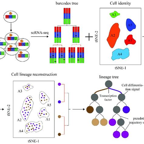 A Summary Of Lineage Tracing Methods Barcoding Techniques And Their