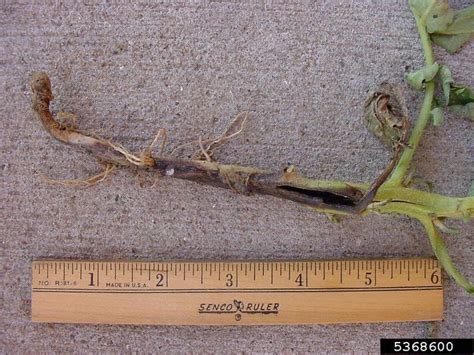 Blackleg Wikigardener Fandom Powered By Wikia
