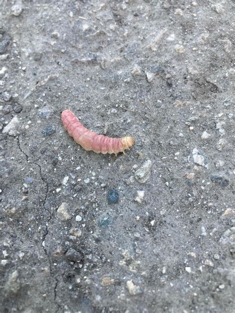 Breeding Stick Insects Seen Around The Property With The Female