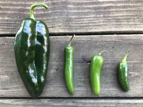 Jalapeno Pepper Vs Serrano