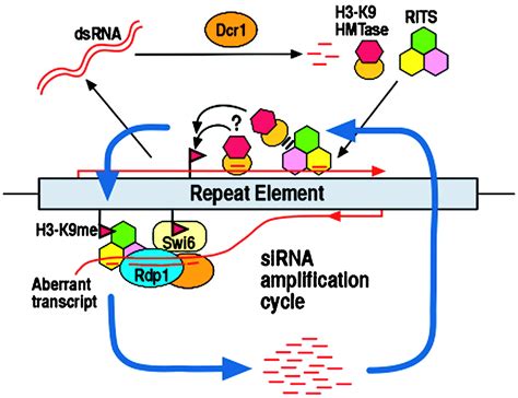 Rna Dependent Rna Polymerase Is An Essential Component Of A Self Enforcing Loop Coupling