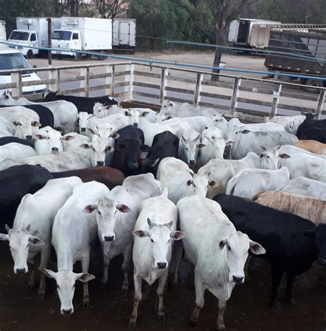 Manejo Pré Abate De Bovinos E Os Fatores Que Influenciam A Qualidade Da