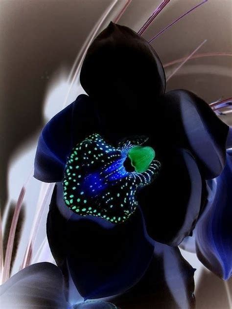Черная орхидея... | Beautiful orchids, Exotic orchids, Rare flowers