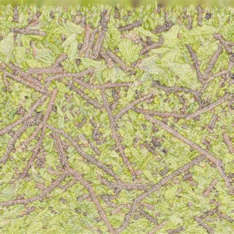 3d Ribes Alpinum Alpine Currant Grossulariaceae Sprout Remastered Model