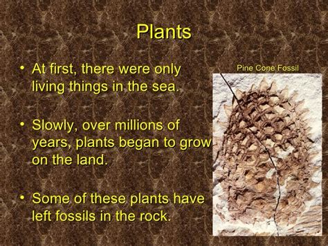 Fossils Fossils Powerpoint