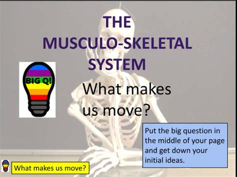 Aqa Gcse Pe Musculoskeletal System Full Chapter Teaching Resources