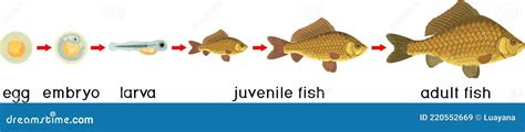 Levenscyclus Vis Sequentie Van De Stadia Van De Ontwikkeling Van De