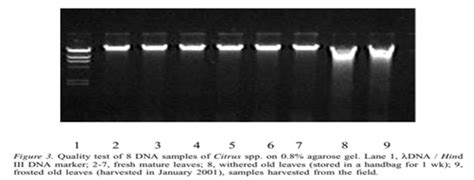 A Modified Ctab Protocol For Genomic Dna Extraction From Citrus Spp