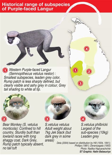 Semnopithecus Vetulus Nestor Langur Ocidental De Cara Roxa Sri Lanka