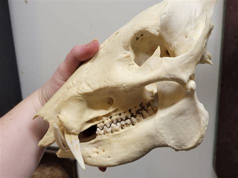 Collared Peccary Skull 00475 Craniates Curiosites Oddity Sales And