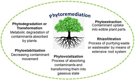 Bioremediation And Phytoremediation Recent Applications Of