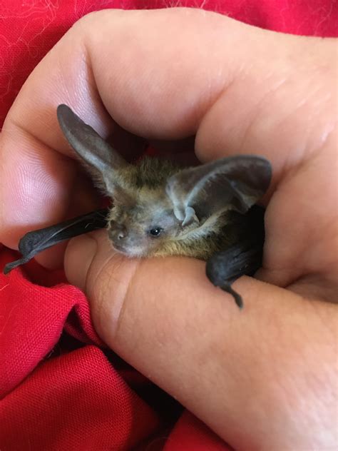 Cute Alert Microbat Rescued Rbat