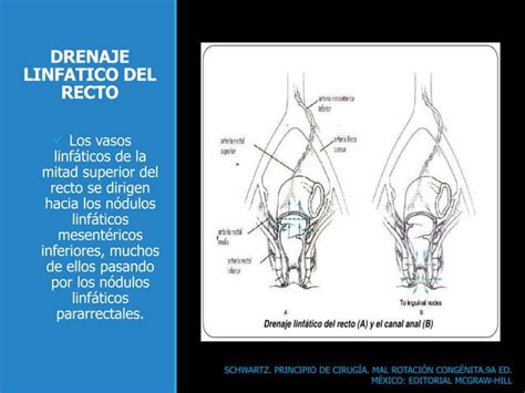 Anatomia Del Ano Pptx
