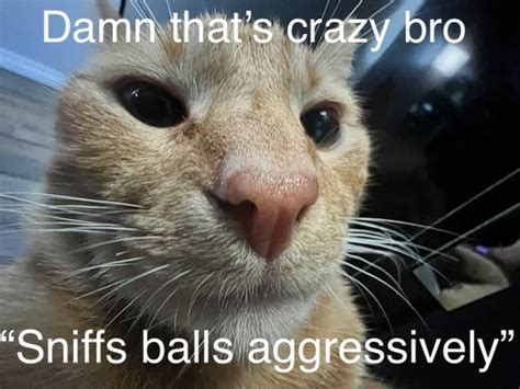 Damn Thats Crazy Bro Sniffs Balls Aggressively Ifunny