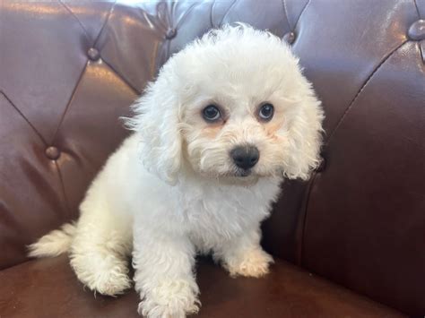 비숑프리제 빵빵이 오드아이랙돌분양사이트 오드아이브리티쉬숏헤어분양사이트 오드아이스코티쉬폴드분양사이트 오드아이러시안블루분양사이트 오드아이고양이분양사이트 털빠짐없는비숑프리제분양