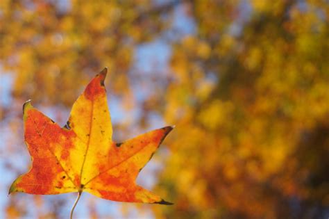 组图 定格秋的足迹，尽赏校园绚丽