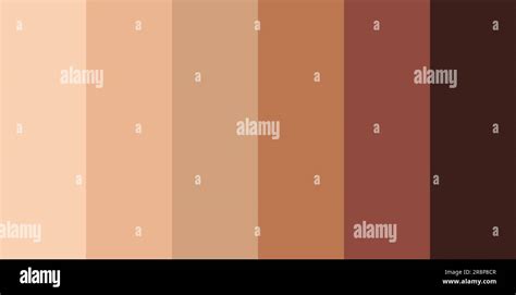 Skin Tone Color Scale Chart Brown Palette Vector Human Skin