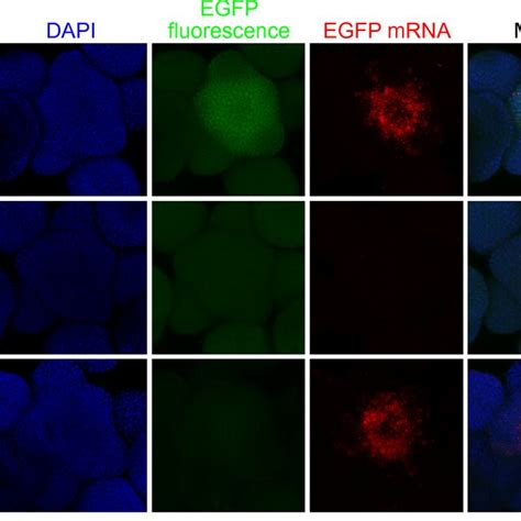 Hcr Rna Fish In The Inflorescence Of Arabidopsis Transgenic Reporter