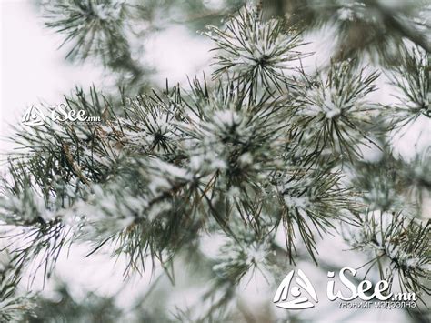 Ирэх долоо хоногт ихэнх нутгаар ХҮЙТЭН ЖАВАРТАЙ байна Isee Mn