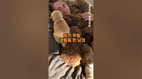 골든리트리버들에게 파묻힌 남자 Youtube