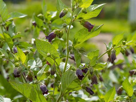 Atropa Belladonna Belladonna Or Deadly Nightshade Is Poisonous