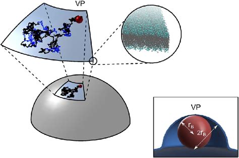 Amplified Brownian Trajectory Of A Particle Small Sphere Diffusing In Download Scientific