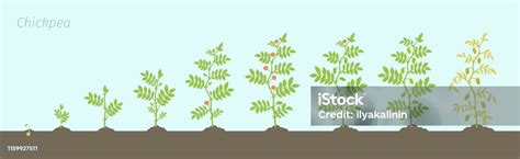 병아리콩의 자르기 단계 성장 애니메이션 병아리 완두콩 식물 그램 또는 벵골 그램 가르반조 또는 가르반조 콩 이집트 완두콩으로 알려져 있습니다 식물에 대한 스톡 벡터 아트 및