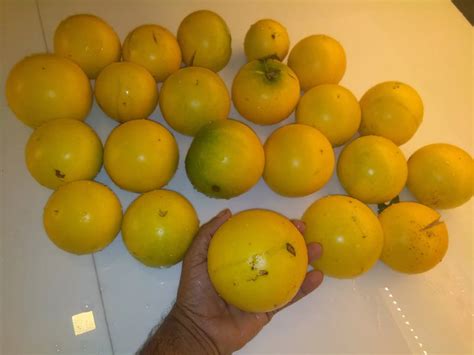 Abiu Fruit Live Plant Pouteria Caimito Golden Star Apple Exotic